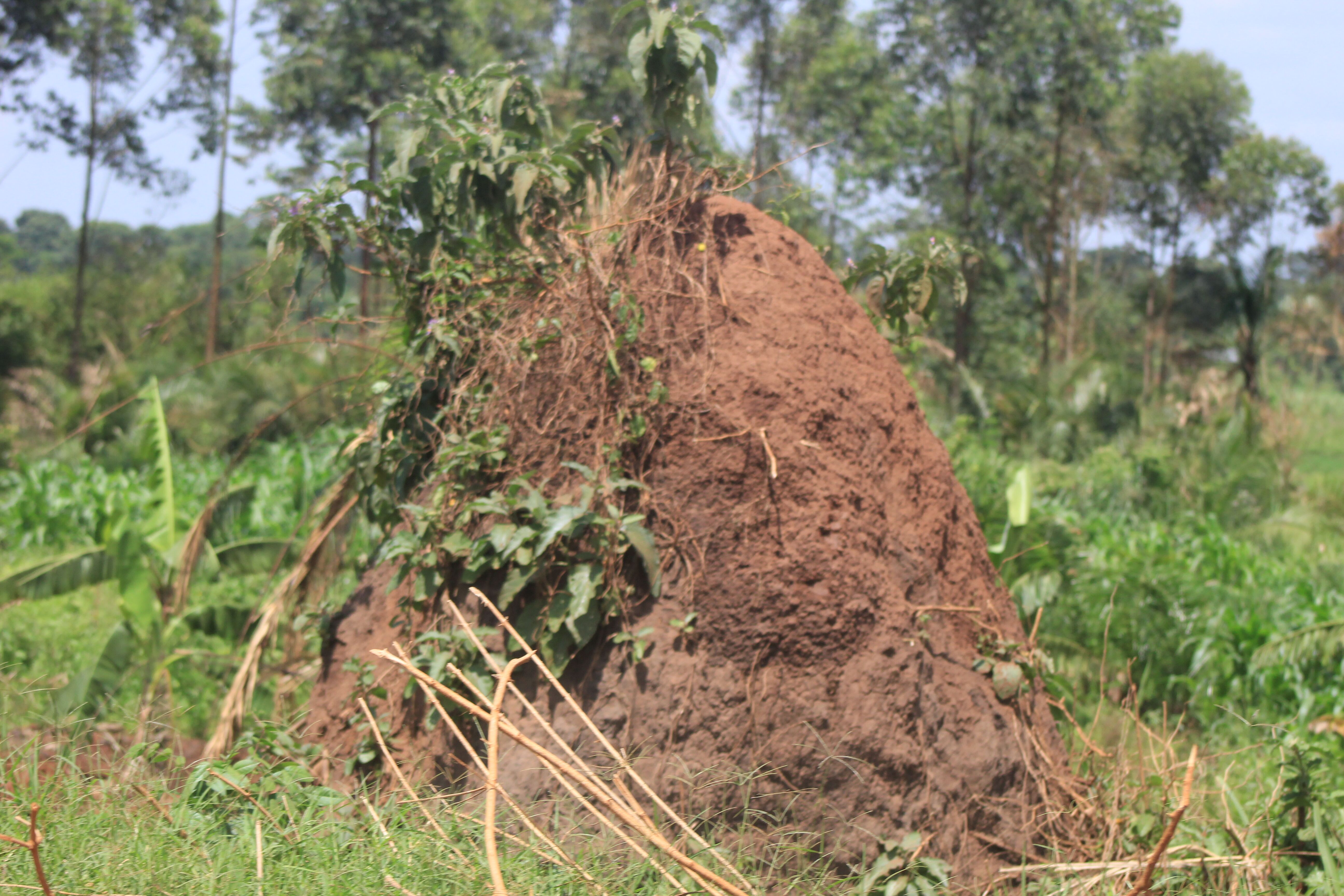 What Animals Eat Termites? | Pest Control Zone