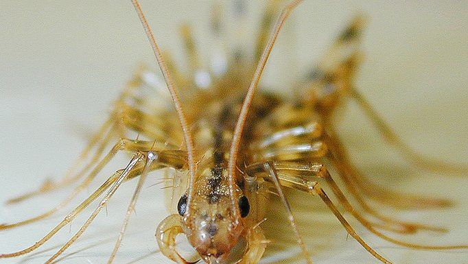 How to Keep Centipedes Out of Your Bed | Pest Control Zone