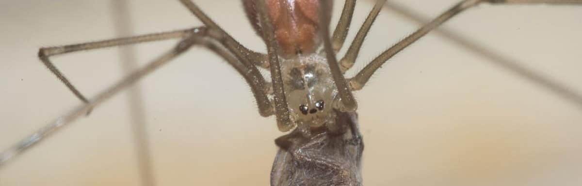 How to Get Rid of Cellar Spiders: Tips, Benefits & Fun Facts - Pest ...