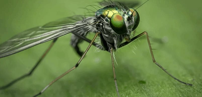 The Worst Time for Mosquitoes in Alaska: What You Need to Know - Pest ...