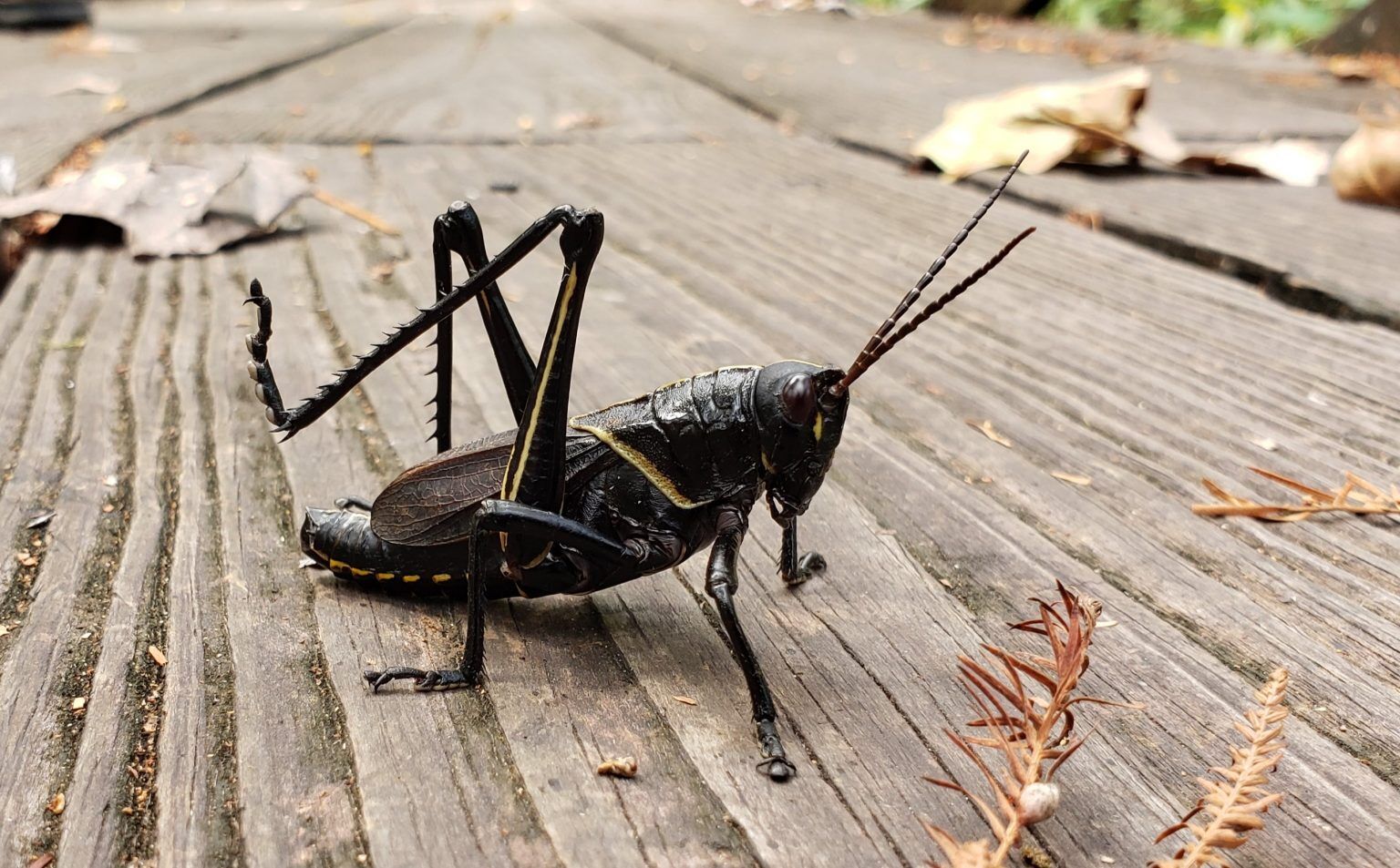 How Do Crickets Get in the House? | Pest Control Zone